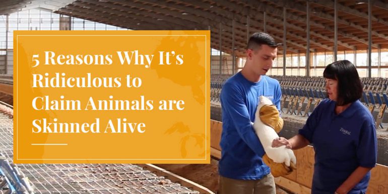 5 Reasons Why Animals Are Never Skinned Alive