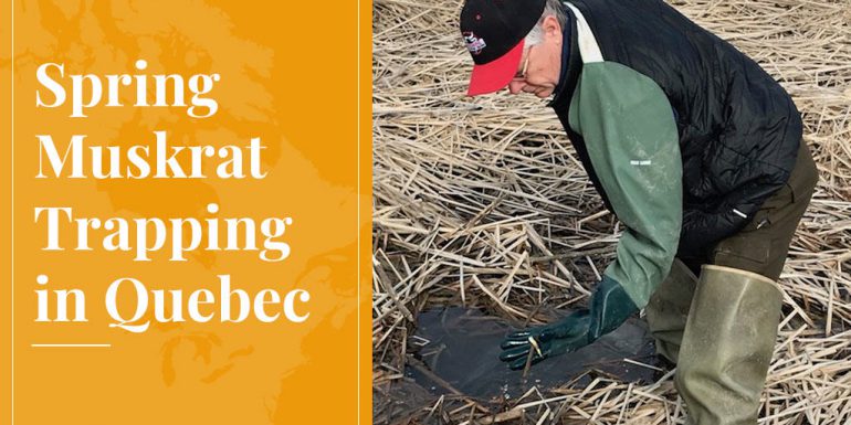 Spring Muskrat Trapping in Quebec
