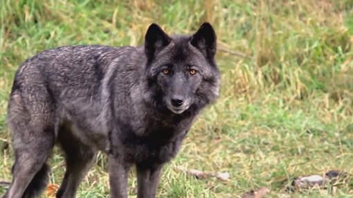 Trapping 101: traps, wildlife, and regulations | Truth About Fur - The ...
